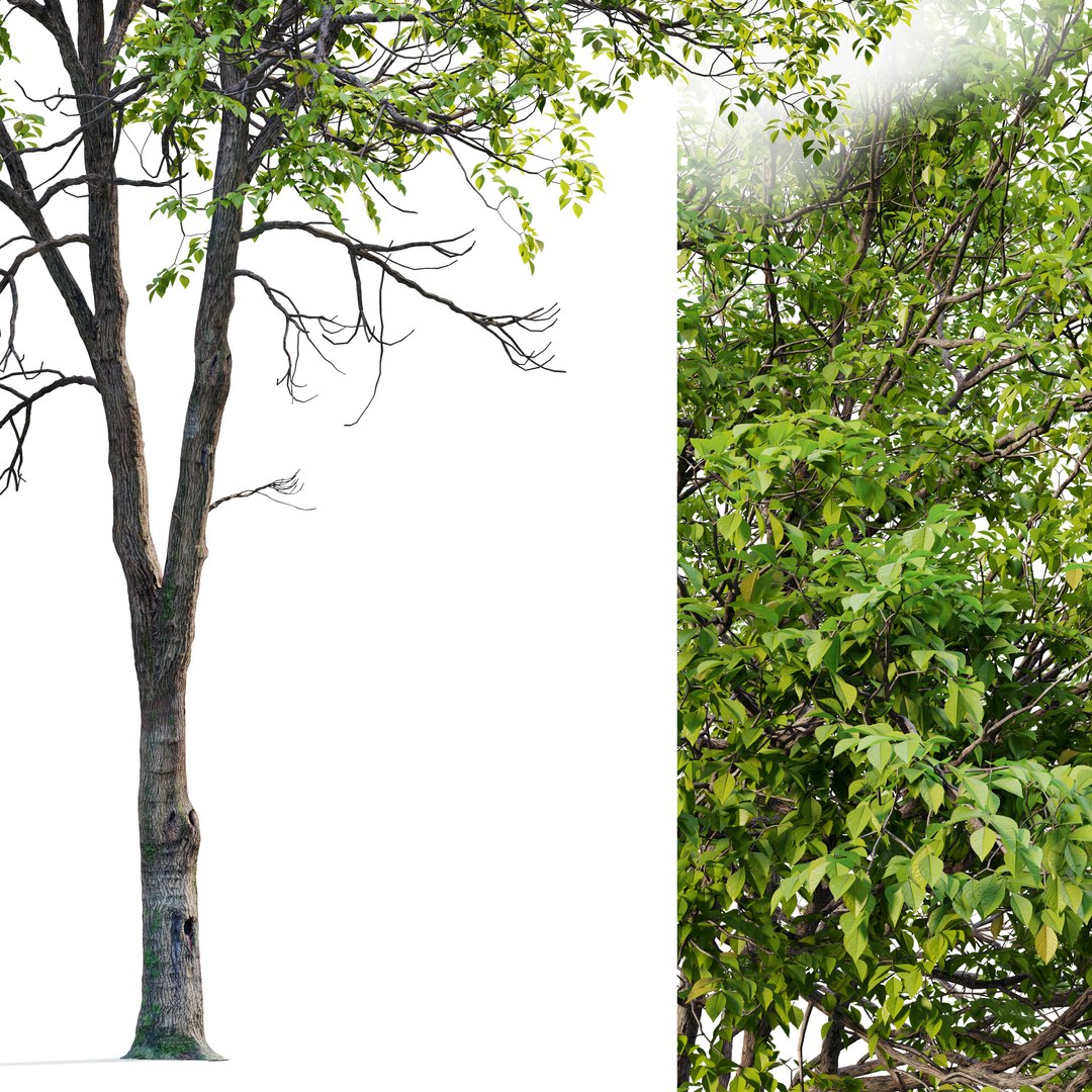 3D Hickory Tree 05 - TurboSquid 1980734