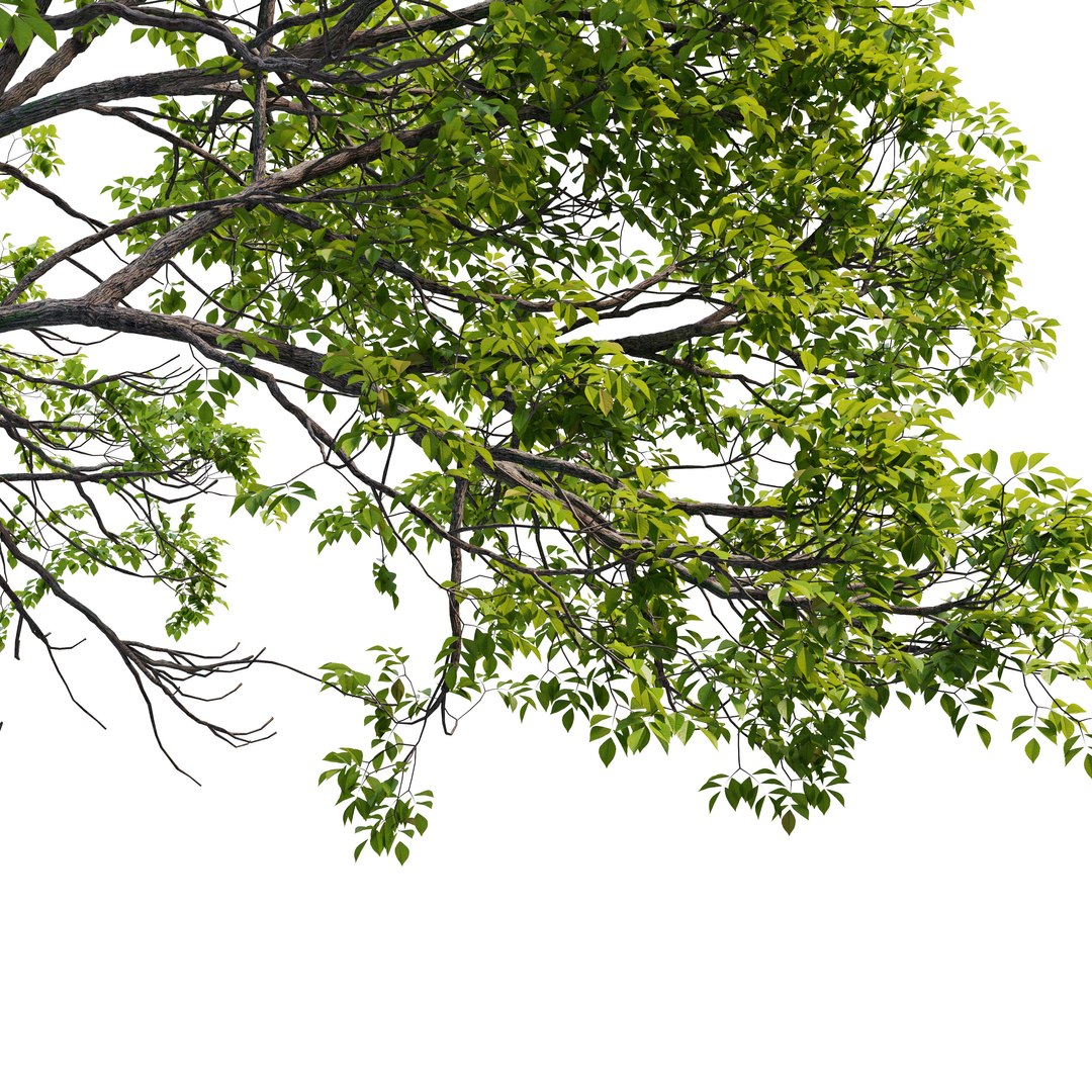 3D Hickory Tree 05 - TurboSquid 1980734