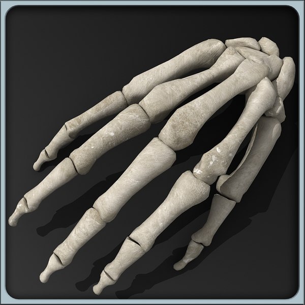 Skeletal Hand 3D Models for Download | TurboSquid