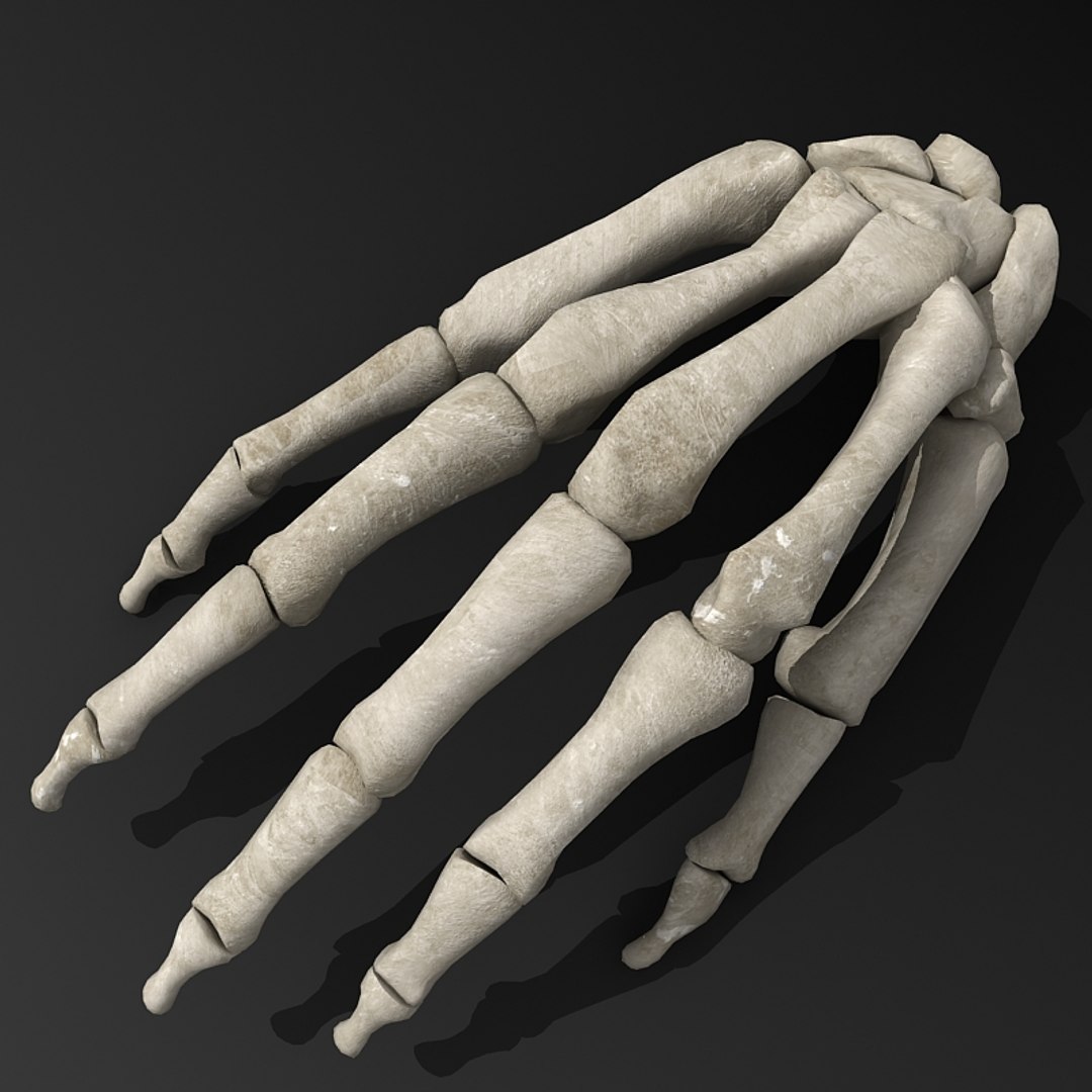 Obj Anatomical Hand Skeleton