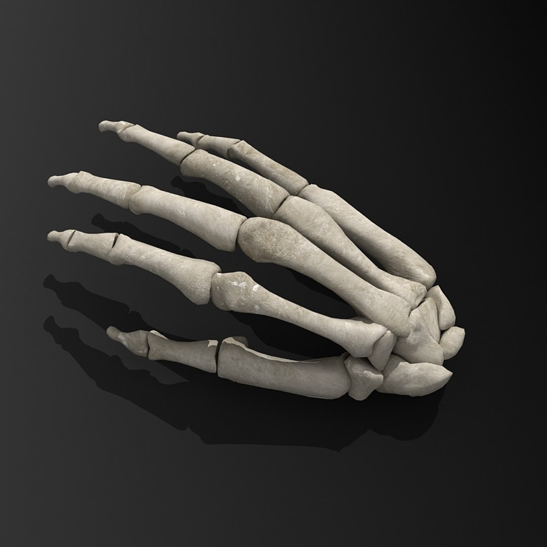 Obj Anatomical Hand Skeleton