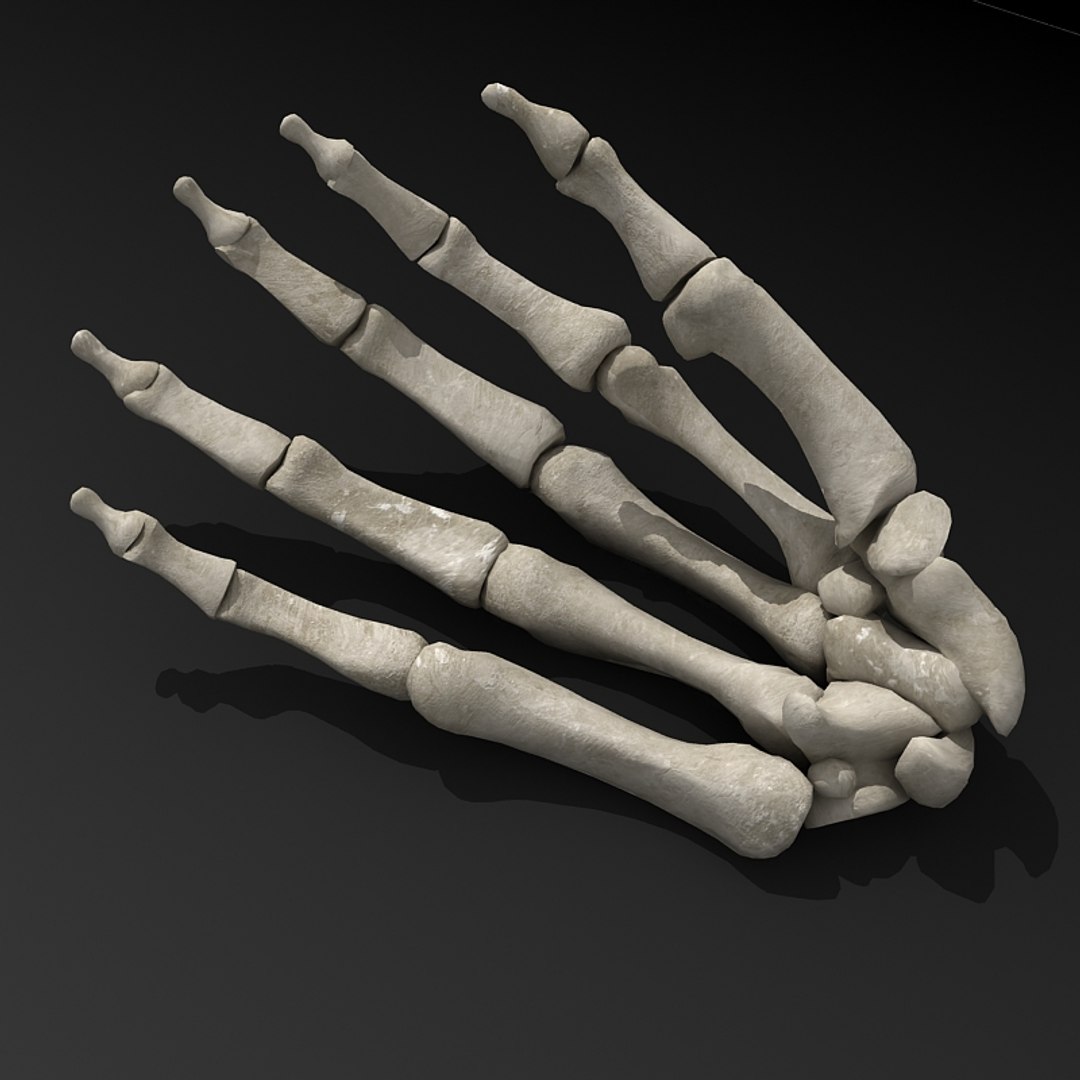 Obj Anatomical Hand Skeleton