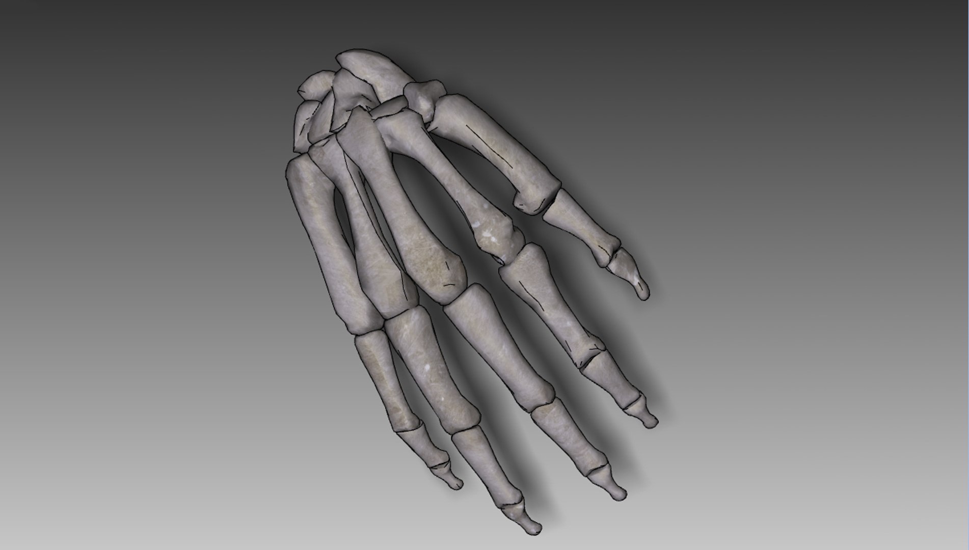 Obj Anatomical Hand Skeleton