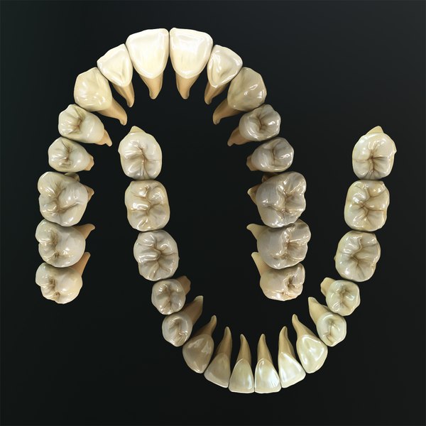 3d model orthodontics mouth teeth