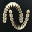 3d Model Orthodontics Mouth Teeth