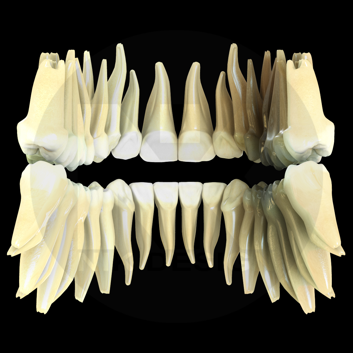 3d model orthodontics mouth teeth