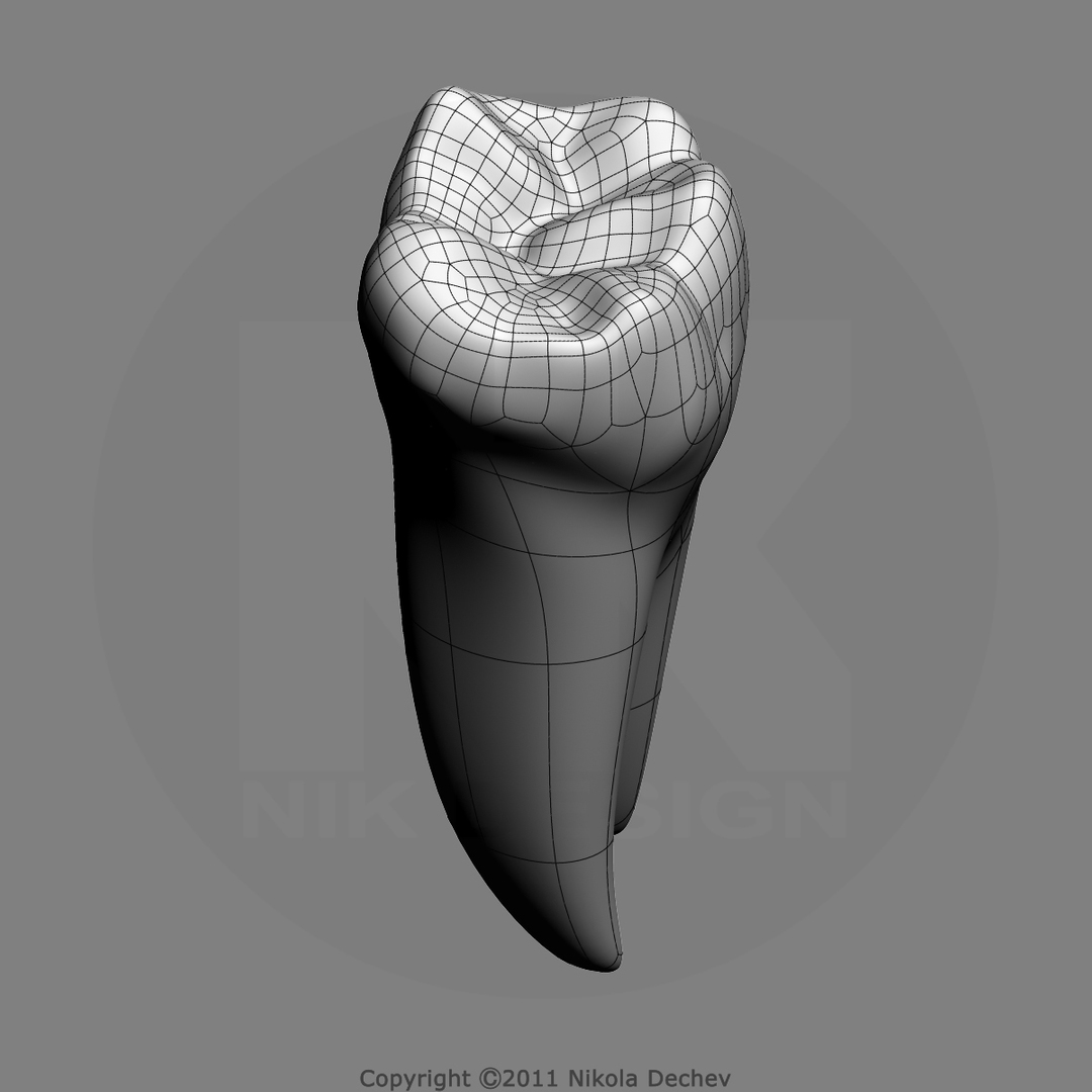 3d Model Orthodontics Mouth Teeth