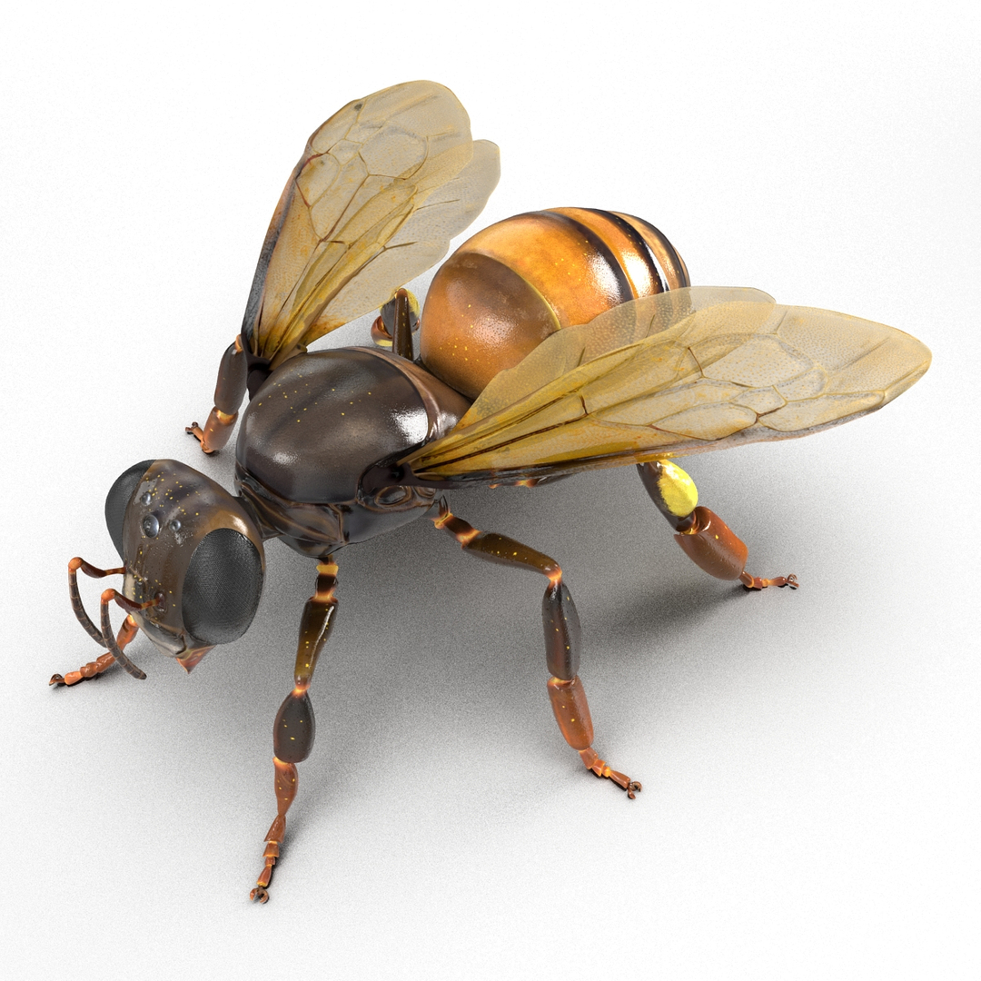 3d honey bee