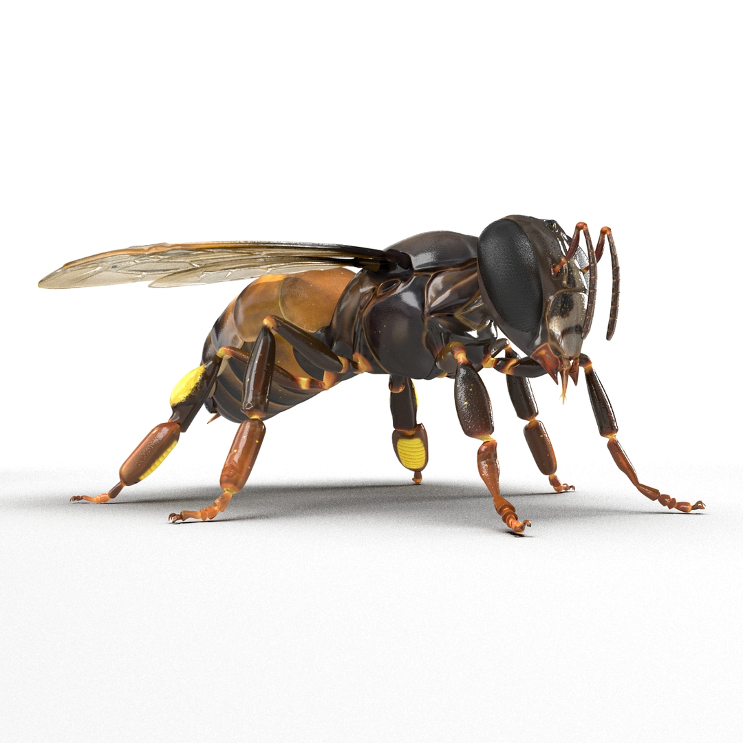 3d honey bee
