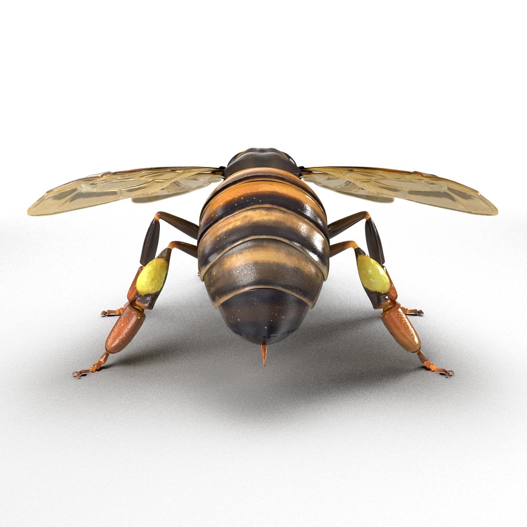 3d honey bee