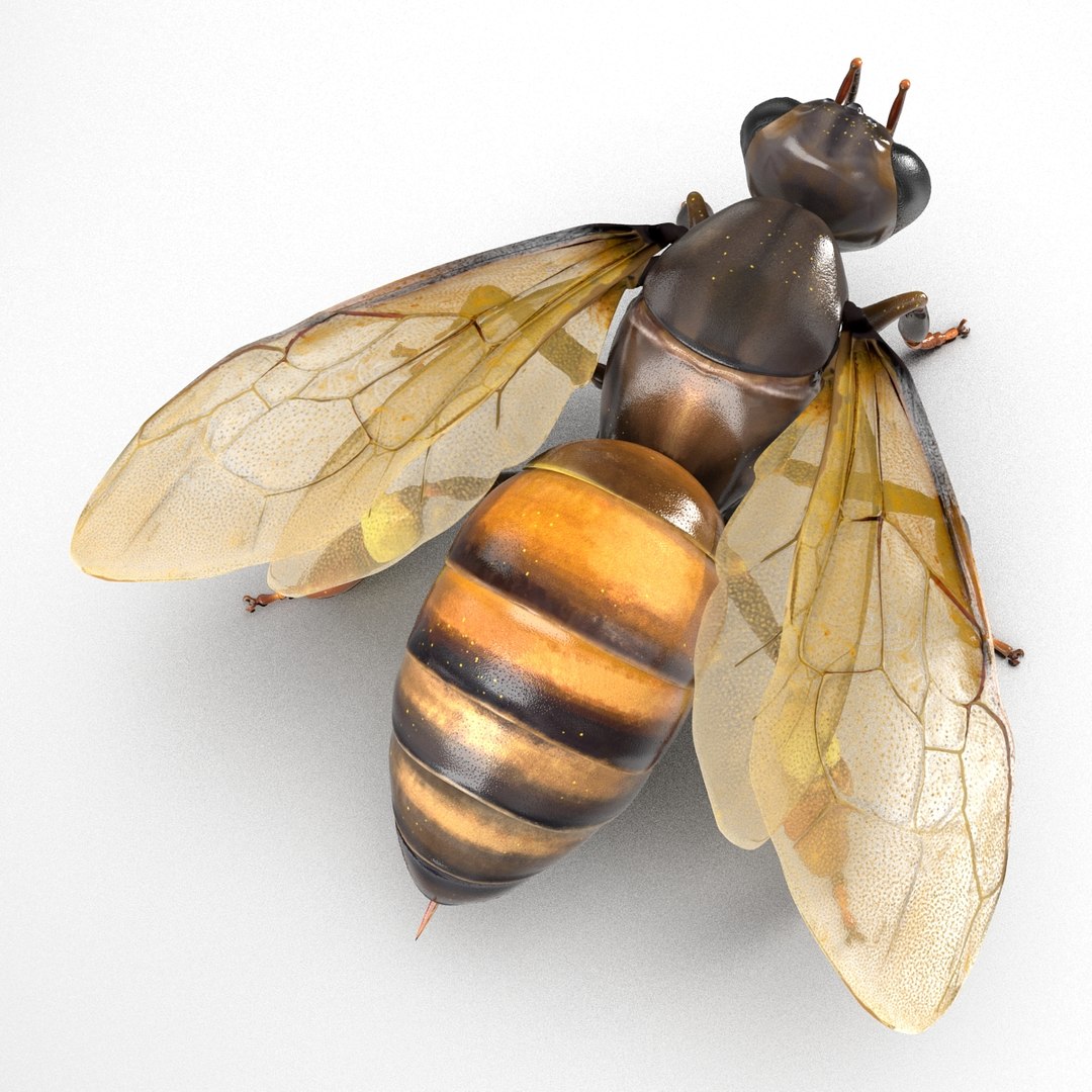 3d honey bee