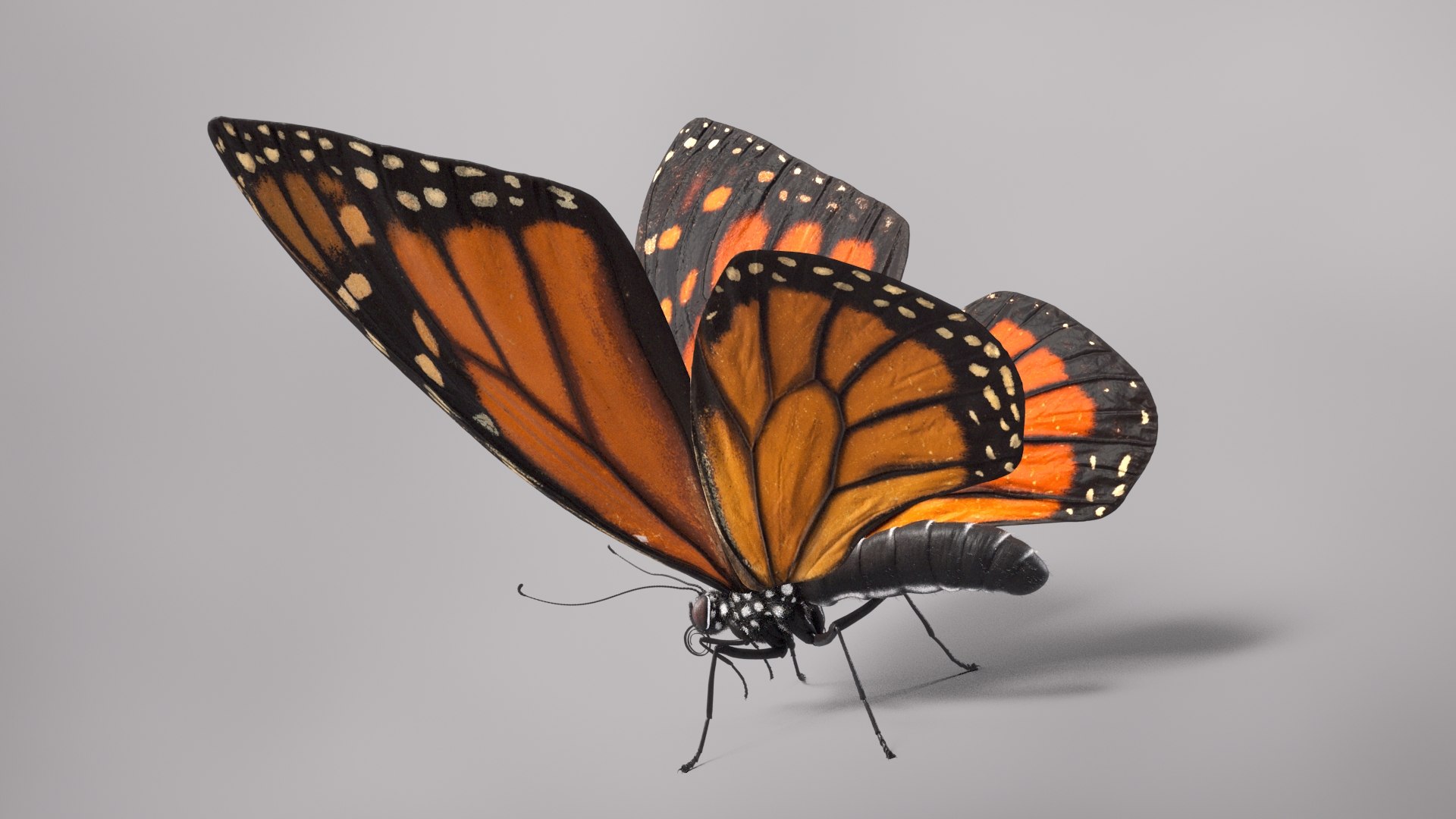 3D Animal Butterfly Insect - TurboSquid 1682187