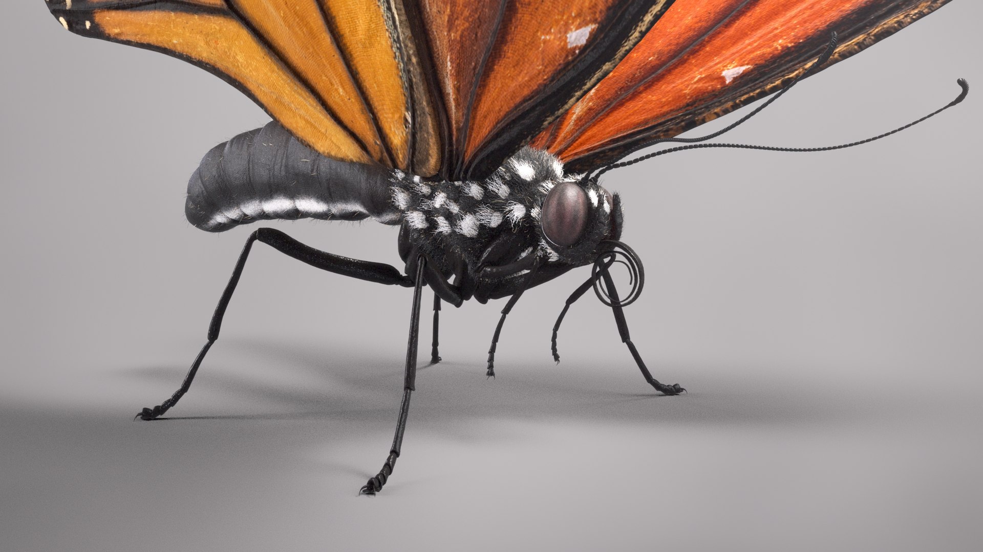 3D Animal Butterfly Insect - TurboSquid 1682187