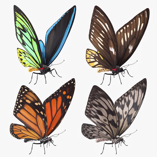 max flying butterfly