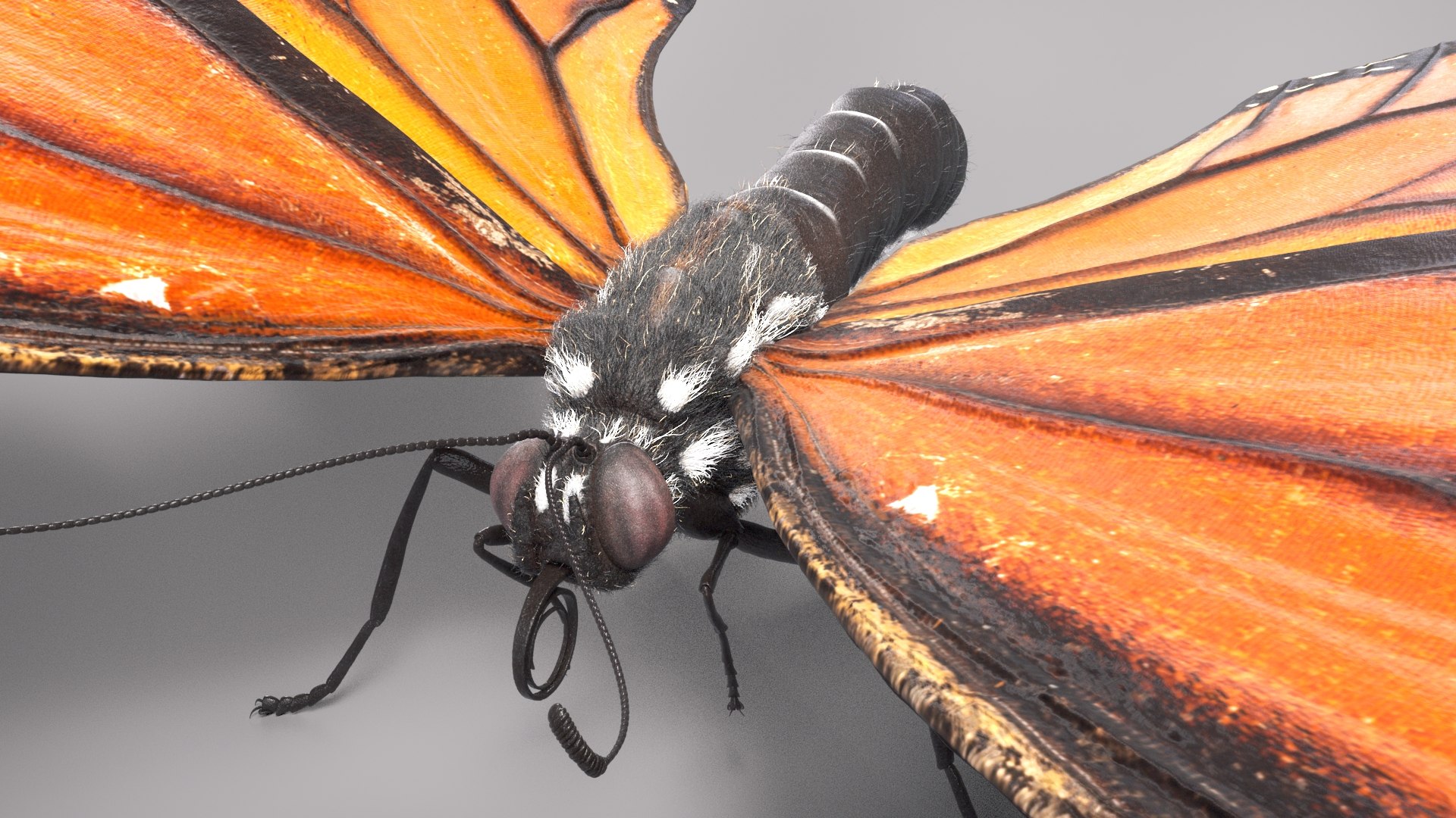 3D Animal Butterfly Insect - TurboSquid 1682187