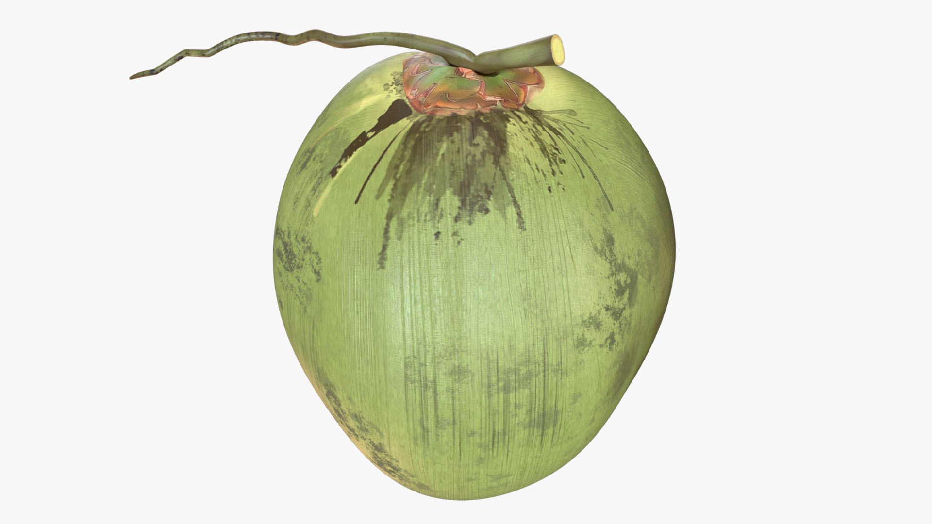 GREEN COCONUT 3D Model - TurboSquid 2127942
