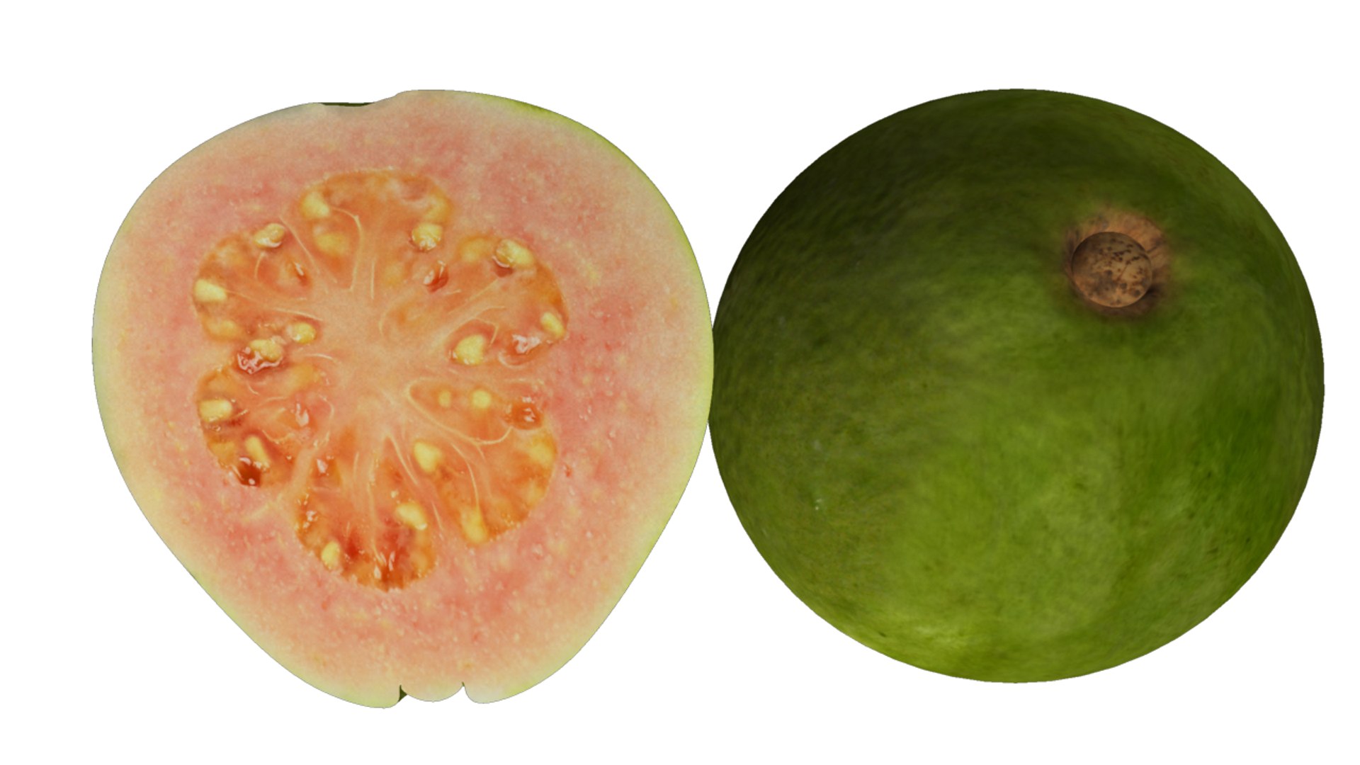 3d Guavas Tropical Model