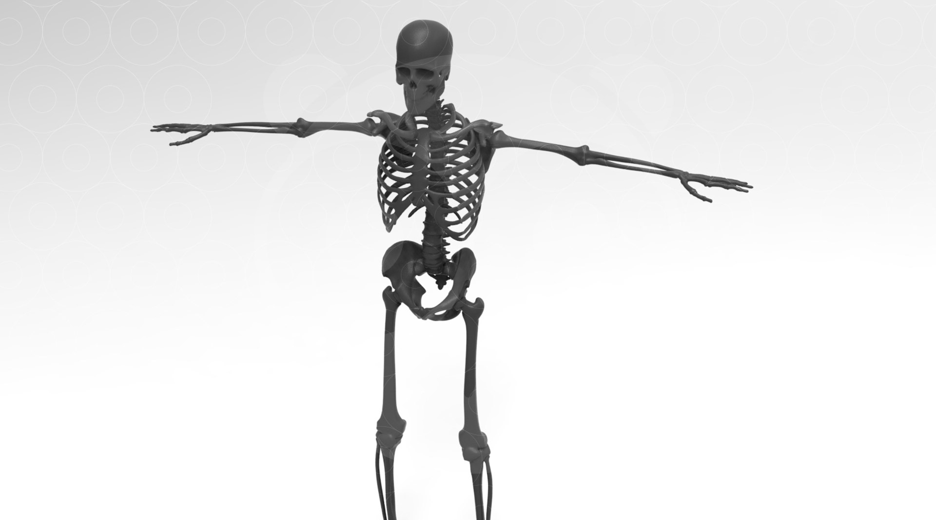 3D Model Skeleton - Animated - TurboSquid 2108542