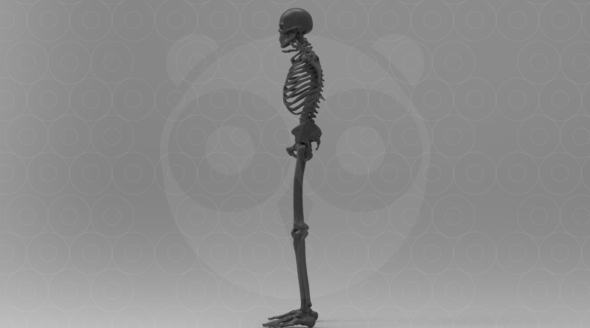 3D Model Skeleton - Animated - TurboSquid 2108542