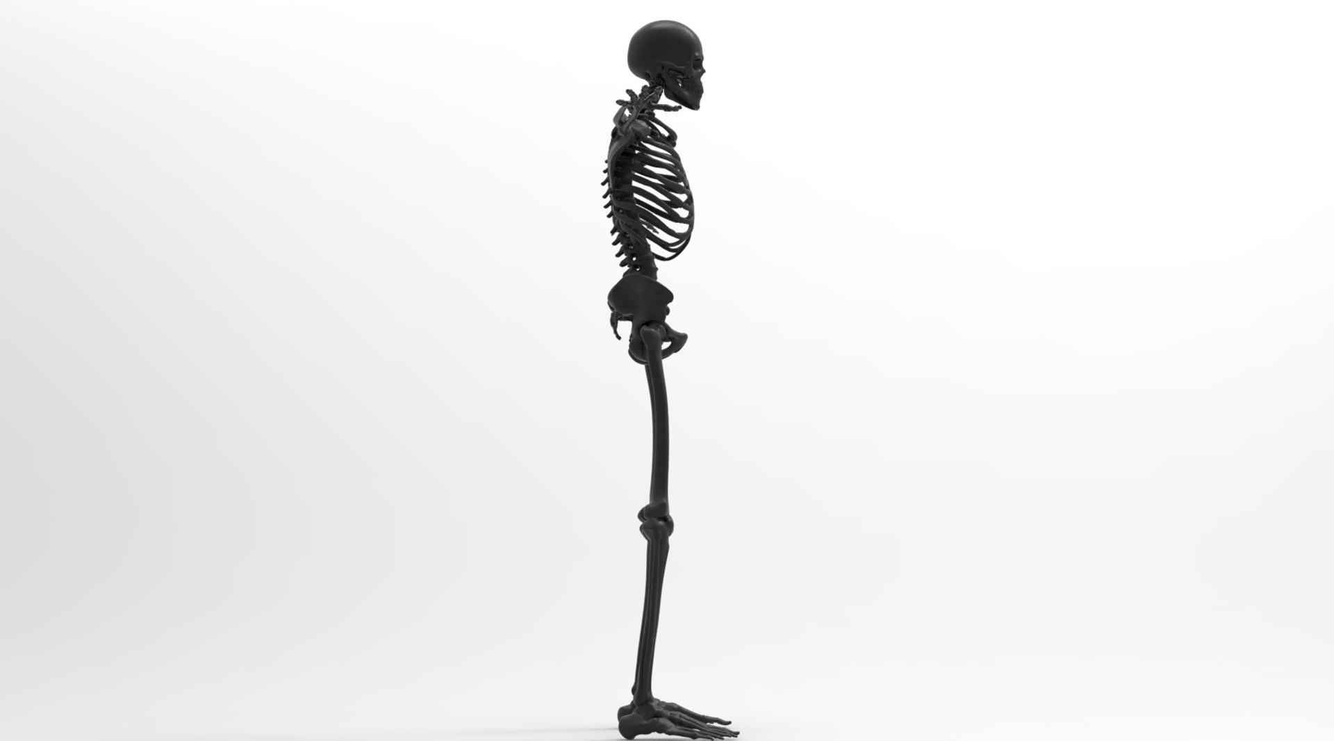 3D model Skeleton - Animated - TurboSquid 2108542