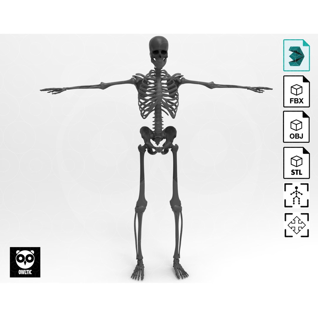 3D Model Skeleton - Animated - TurboSquid 2108542