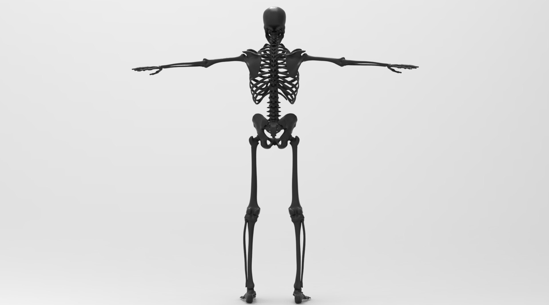 3D model Skeleton - Animated - TurboSquid 2108542