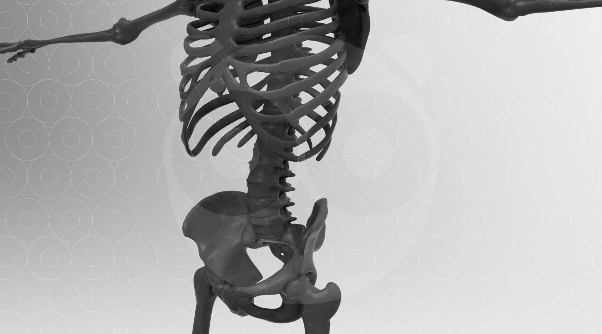 3d Model Skeleton Animated Turbosquid 2108542