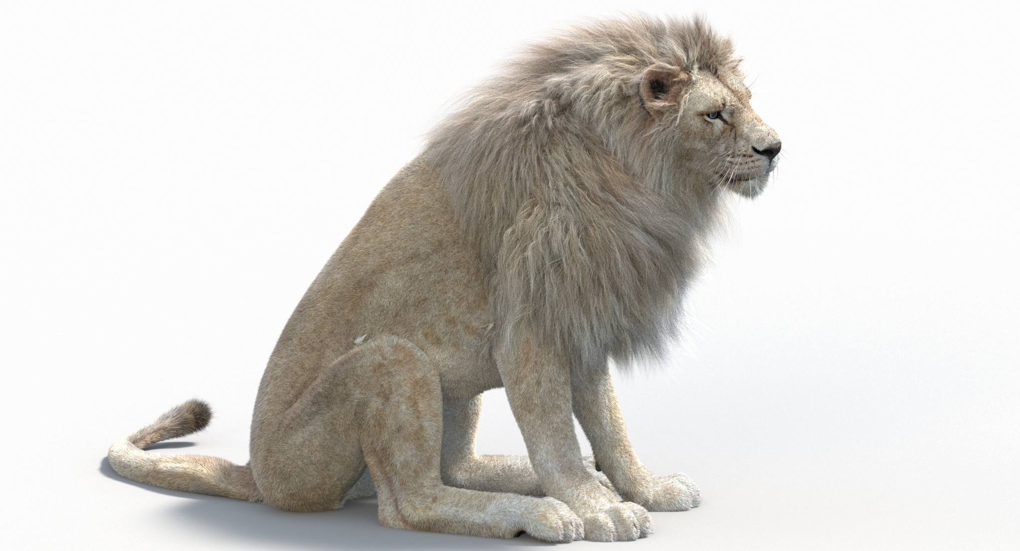 modelo 3d León 2 (Piel) (Animado) (Dos colores) - TurboSquid 1134762