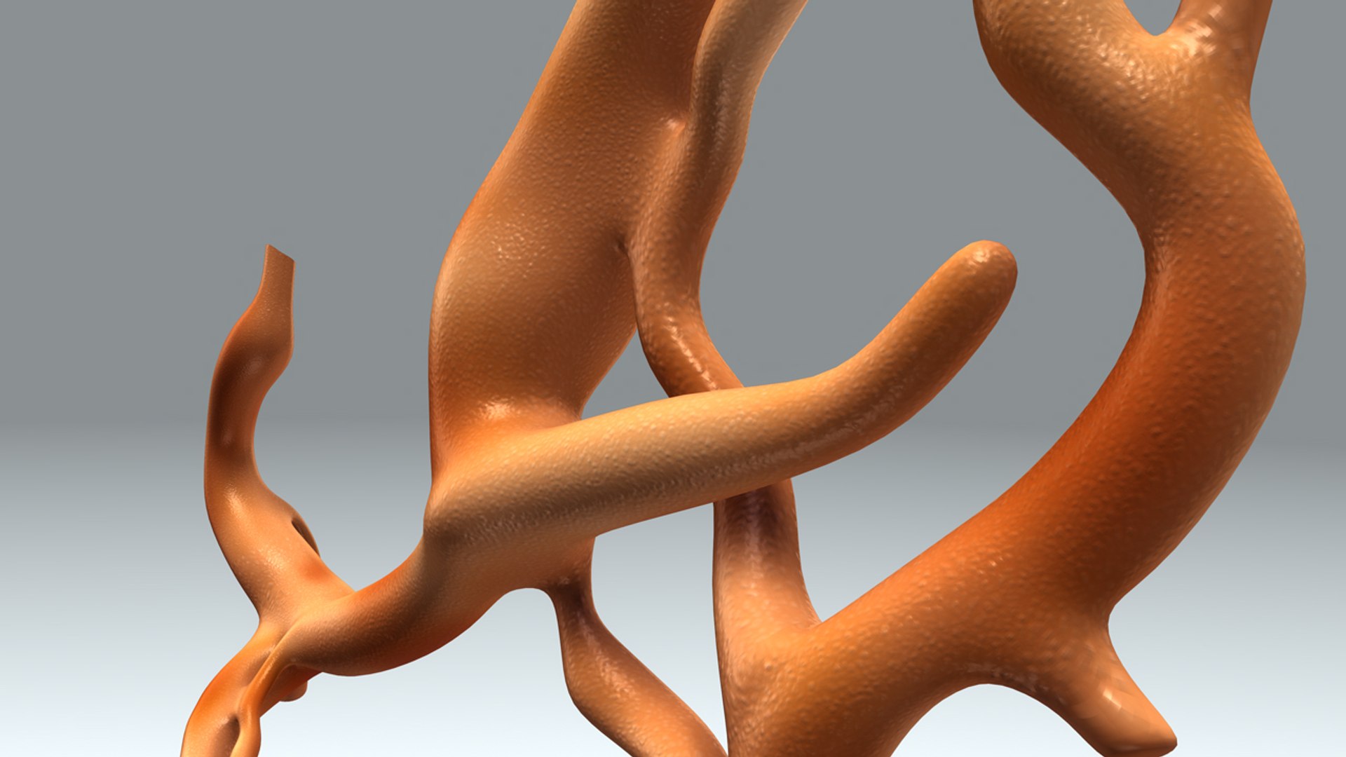 3d Leucosolenia