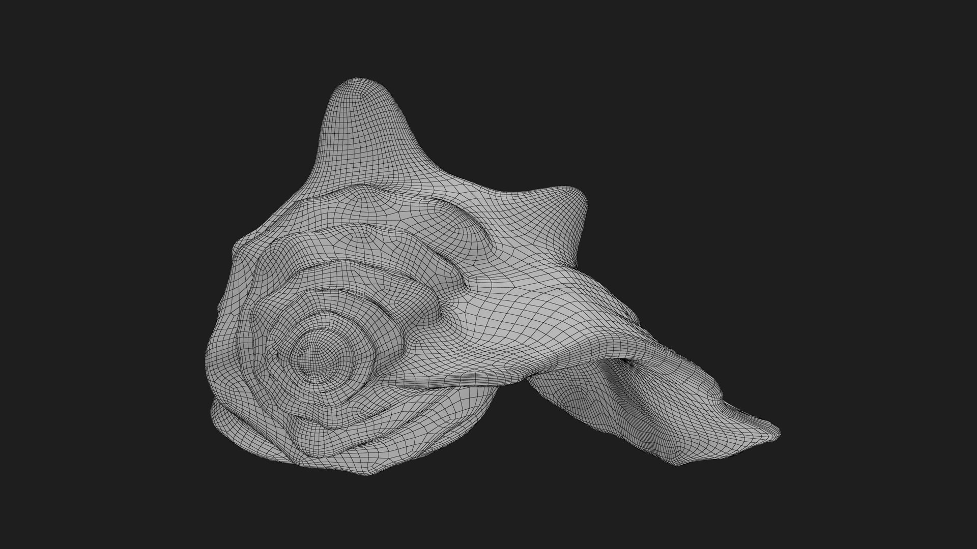 Strombus Sinuatus 02 Model - TurboSquid 2395387