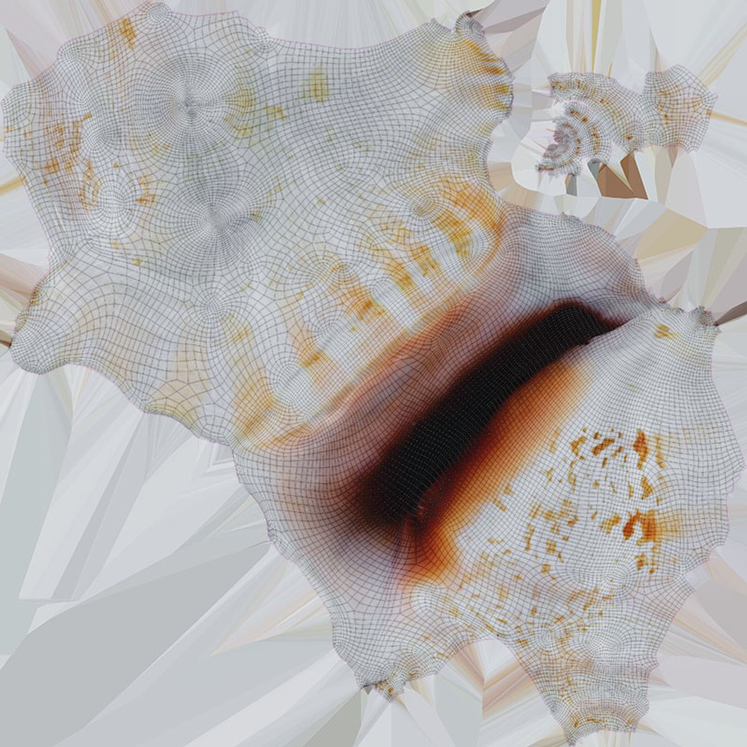 Strombus Sinuatus 02 Model - TurboSquid 2395387