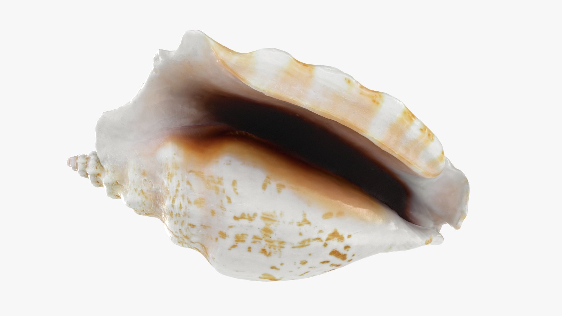 Strombus Sinuatus 02 Model - TurboSquid 2395387