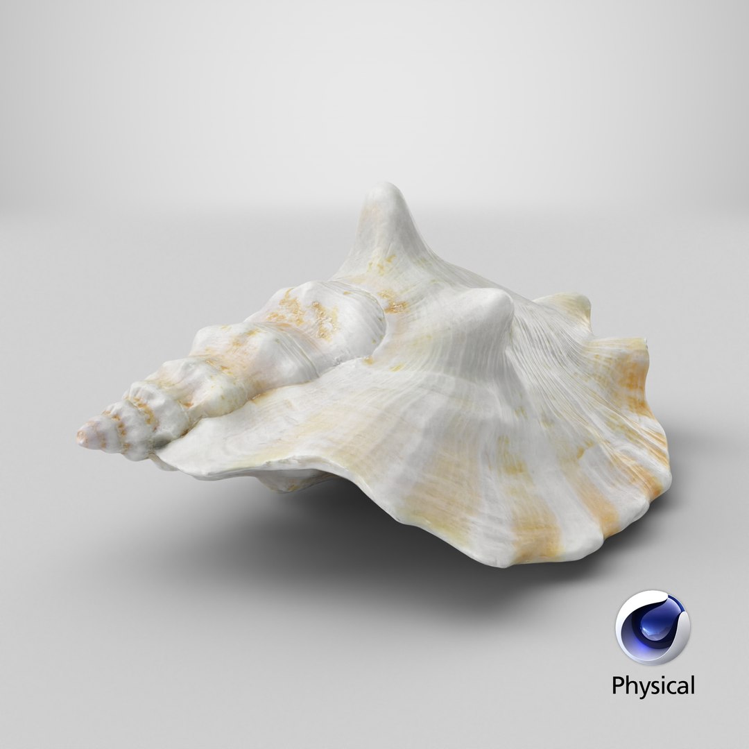 Strombus Sinuatus 02 Model - TurboSquid 2395387