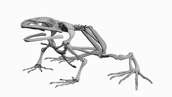 Modello 3D Scheletro del corpo di rana e nervi statici - TurboSquid 1907065