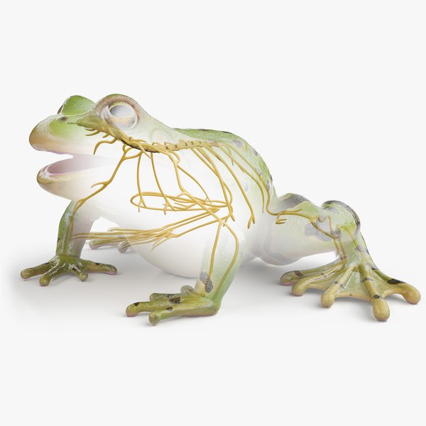 3D model Frog Body Skeleton and Nerves Static - TurboSquid 1907065