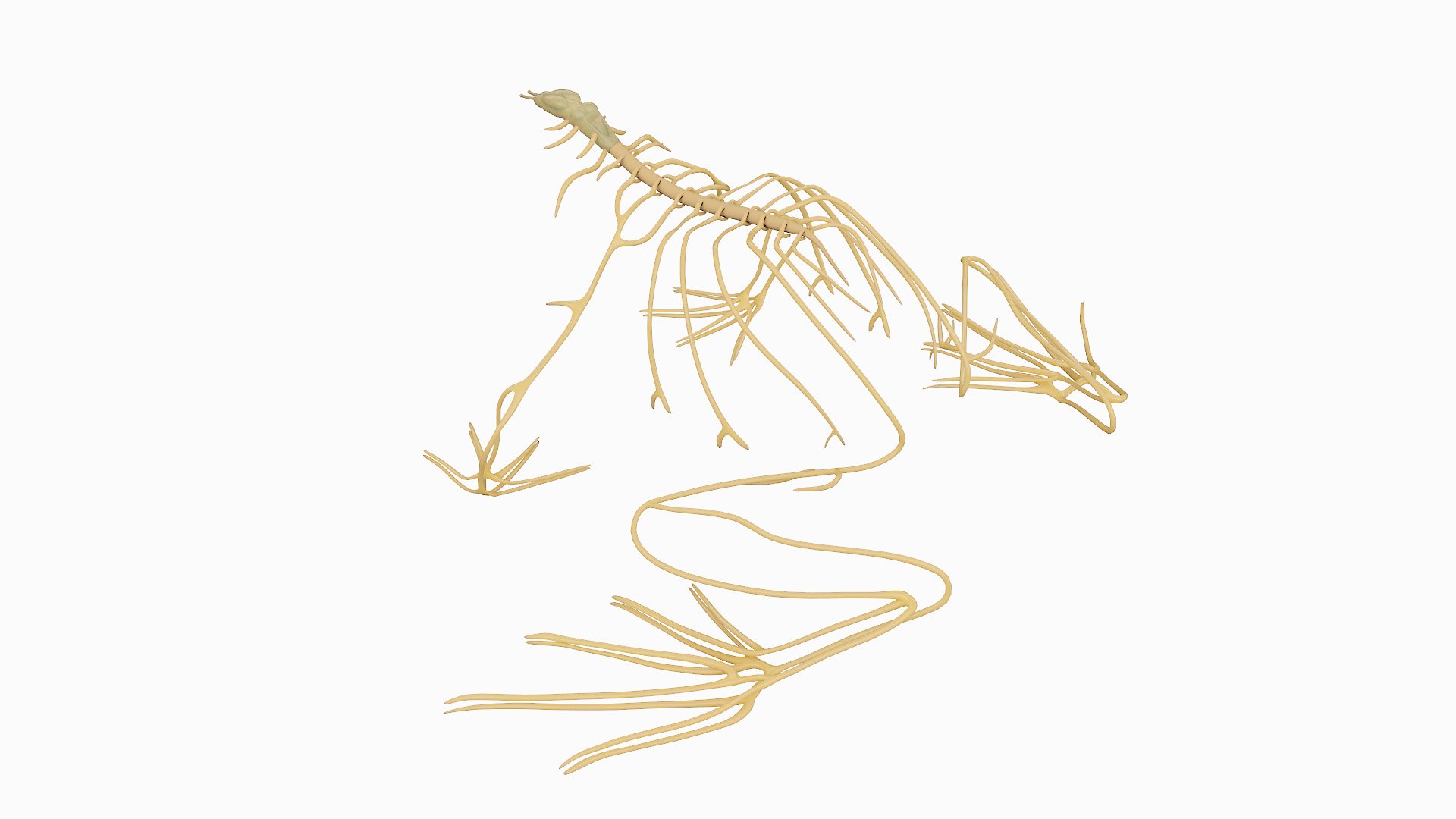 3D Model Frog Body Skeleton And Nerves Static - TurboSquid 1907065