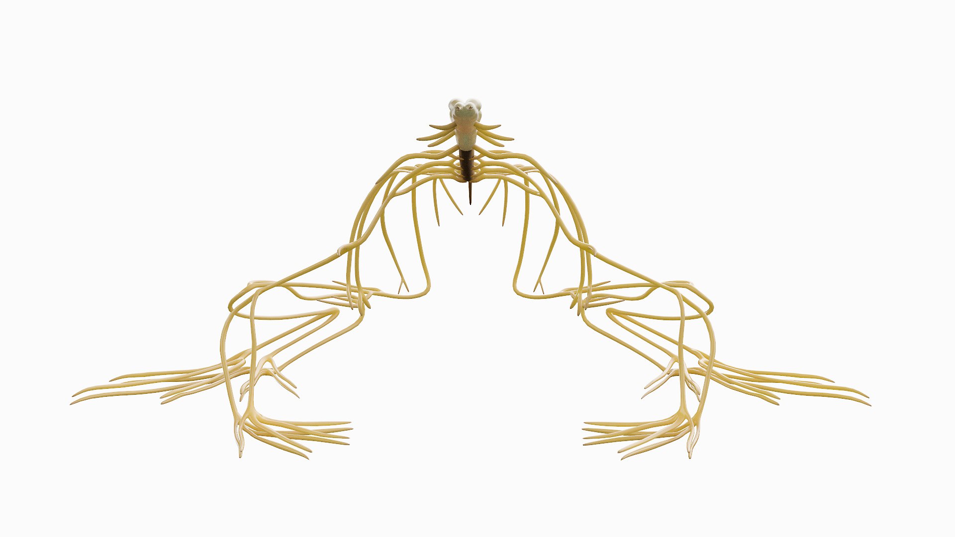 3D Model Frog Body Skeleton And Nerves Static - TurboSquid 1907065