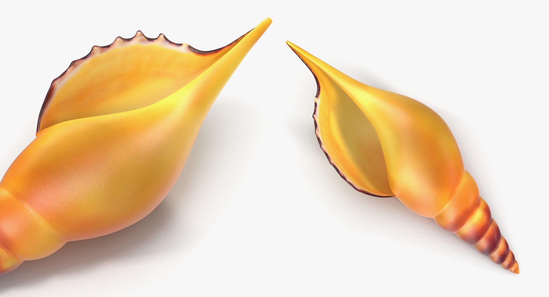 Sea shells 2 model - TurboSquid 1273276
