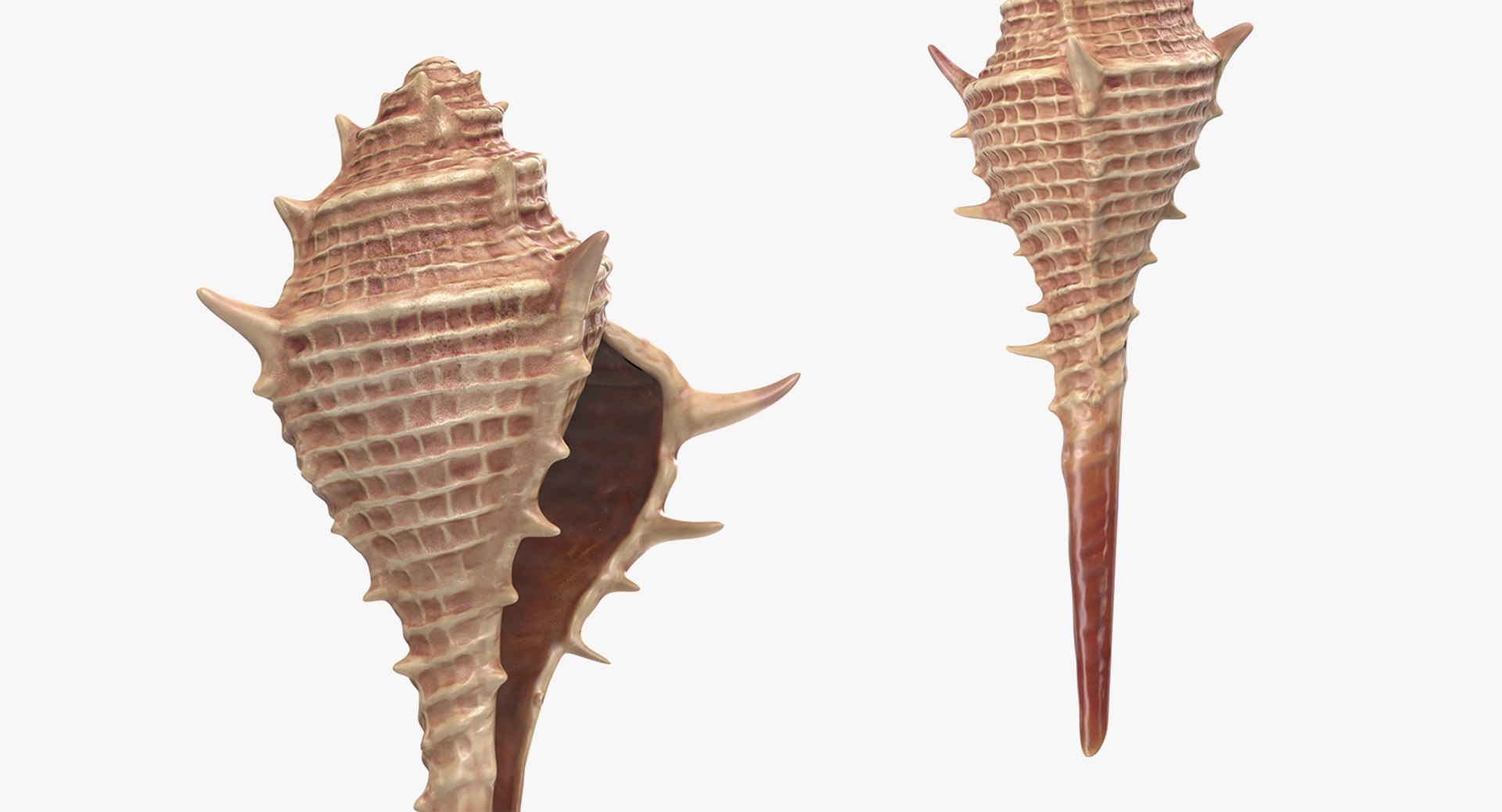 Sea shells 2 model - TurboSquid 1273276