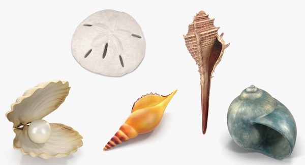 Sea shells 2 model - TurboSquid 1273276
