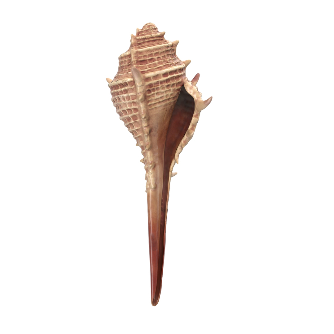 Sea Shells 2 Model - TurboSquid 1273276