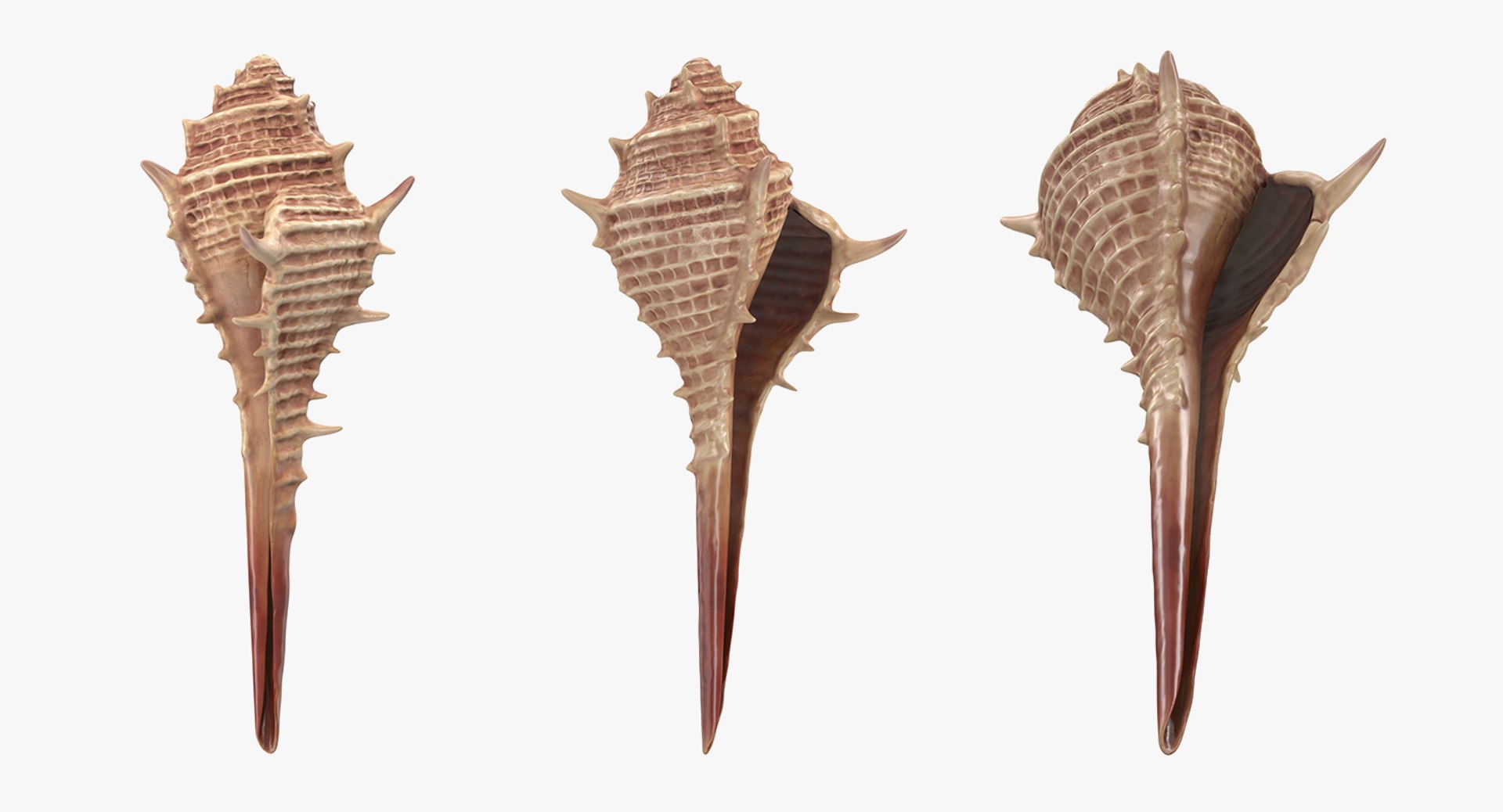 Sea shells 2 model - TurboSquid 1273276