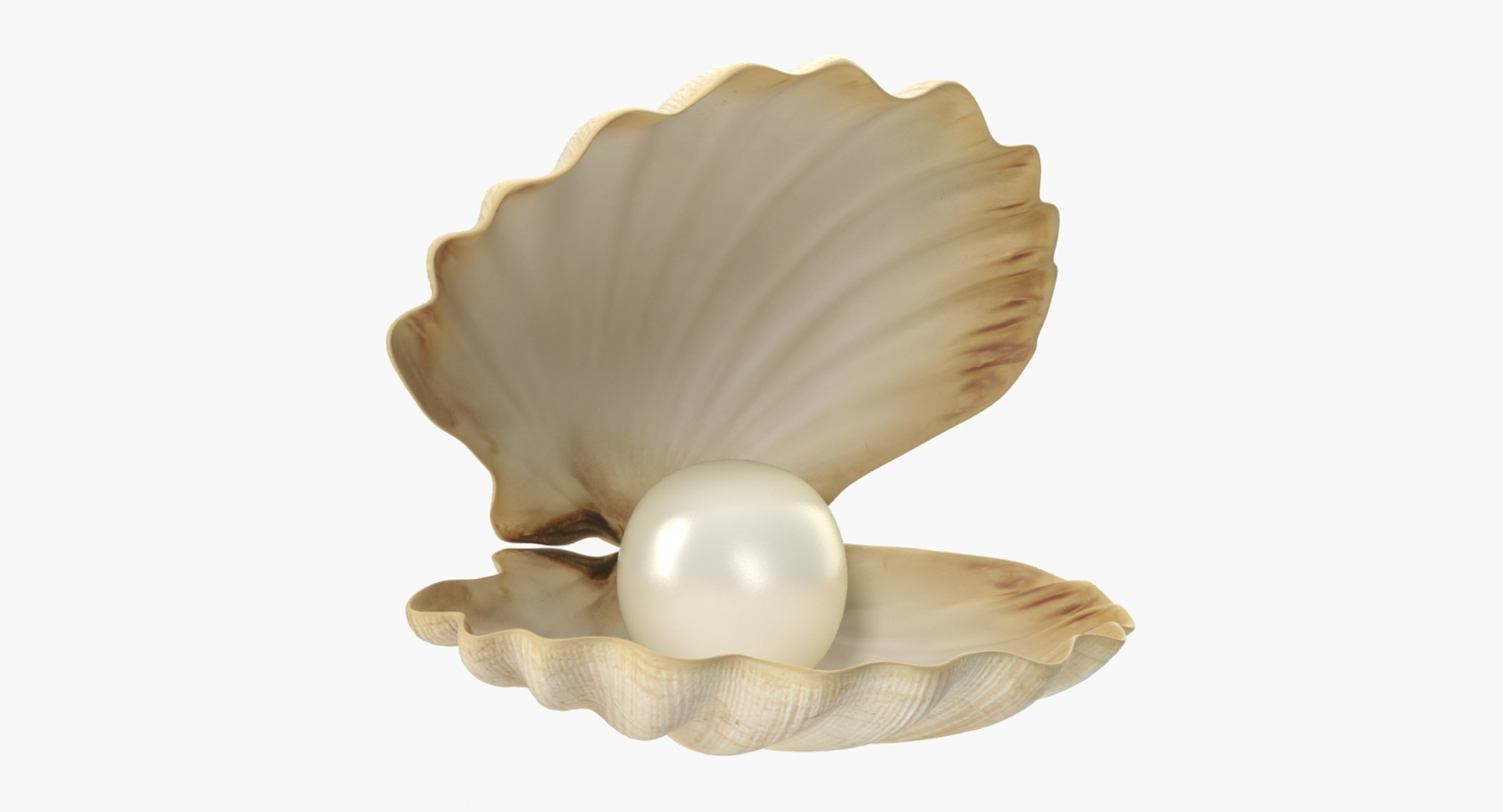 Sea Shells 2 Model - TurboSquid 1273276