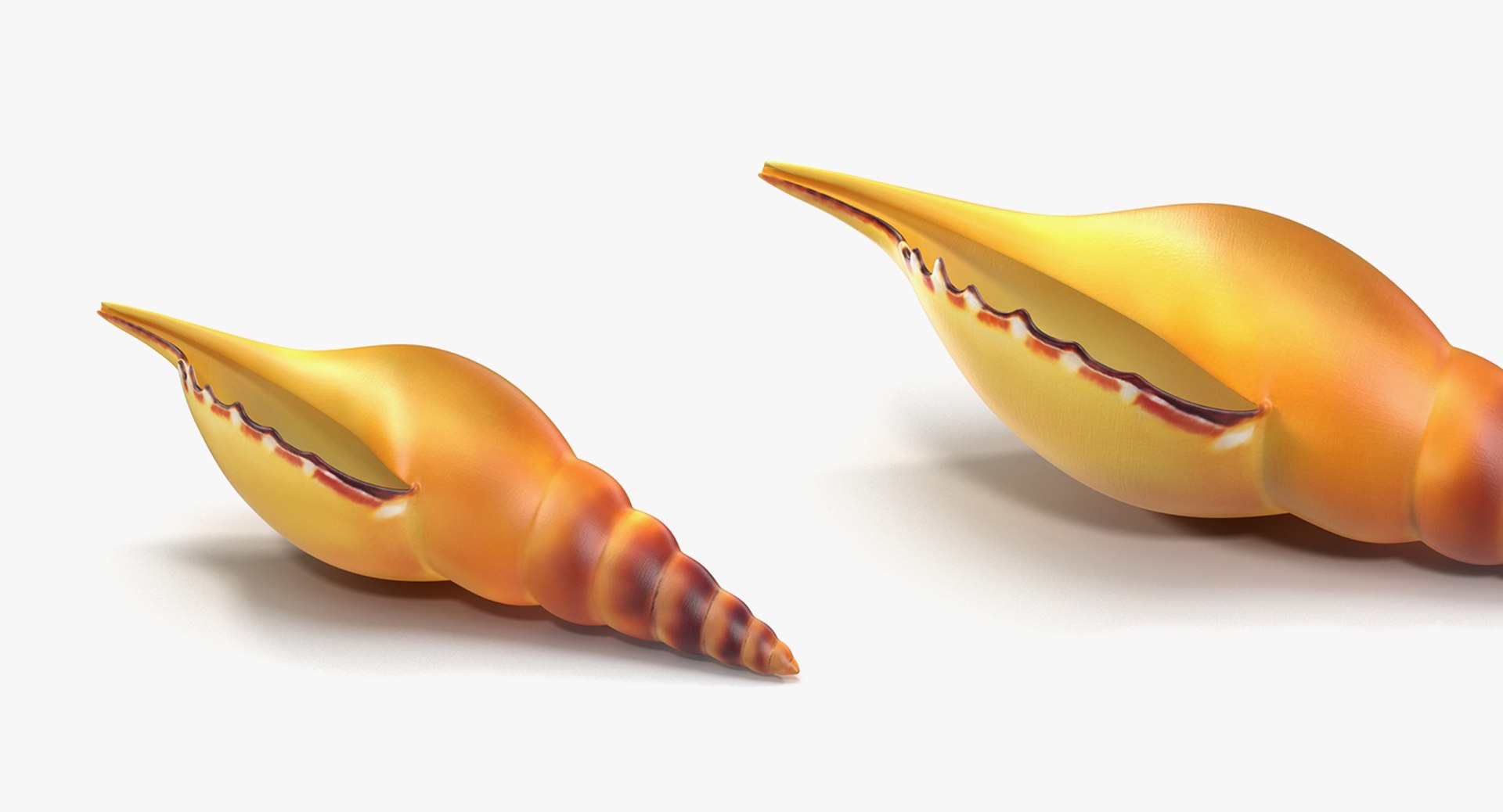 Sea shells 2 model - TurboSquid 1273276