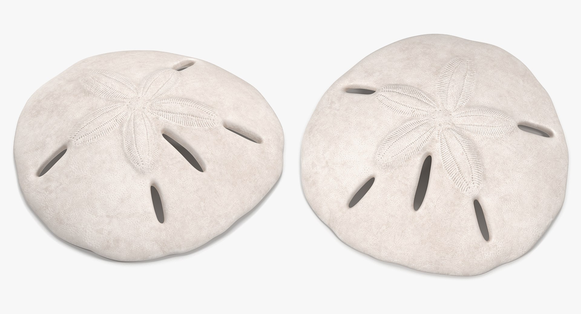 Sea shells 2 model - TurboSquid 1273276