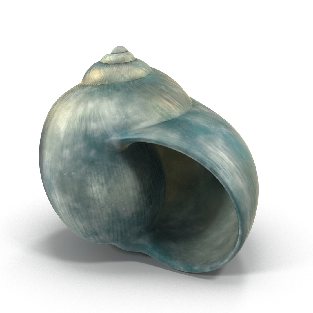 Sea Shells 2 Model - TurboSquid 1273276