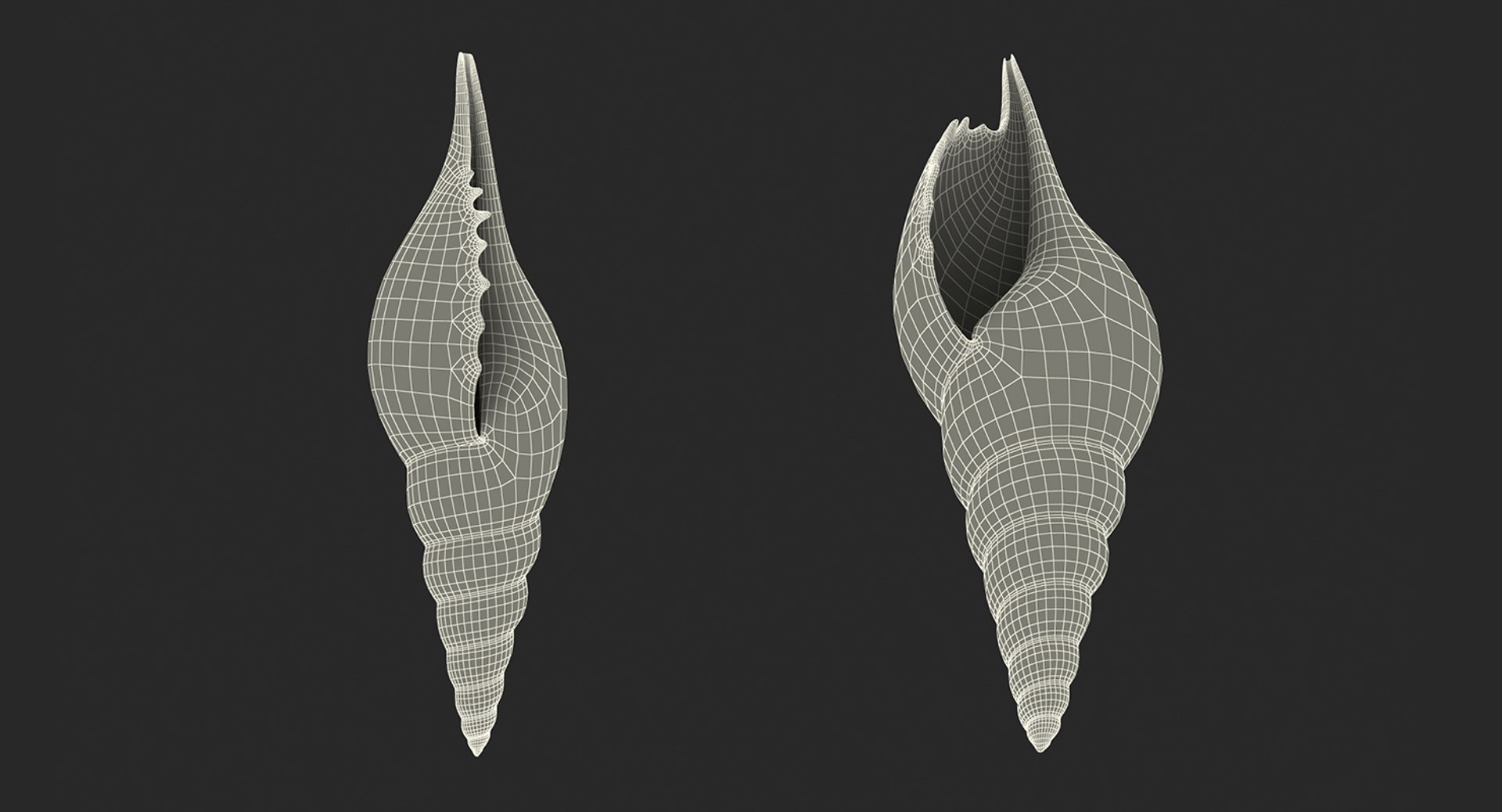 Sea shells 2 model - TurboSquid 1273276