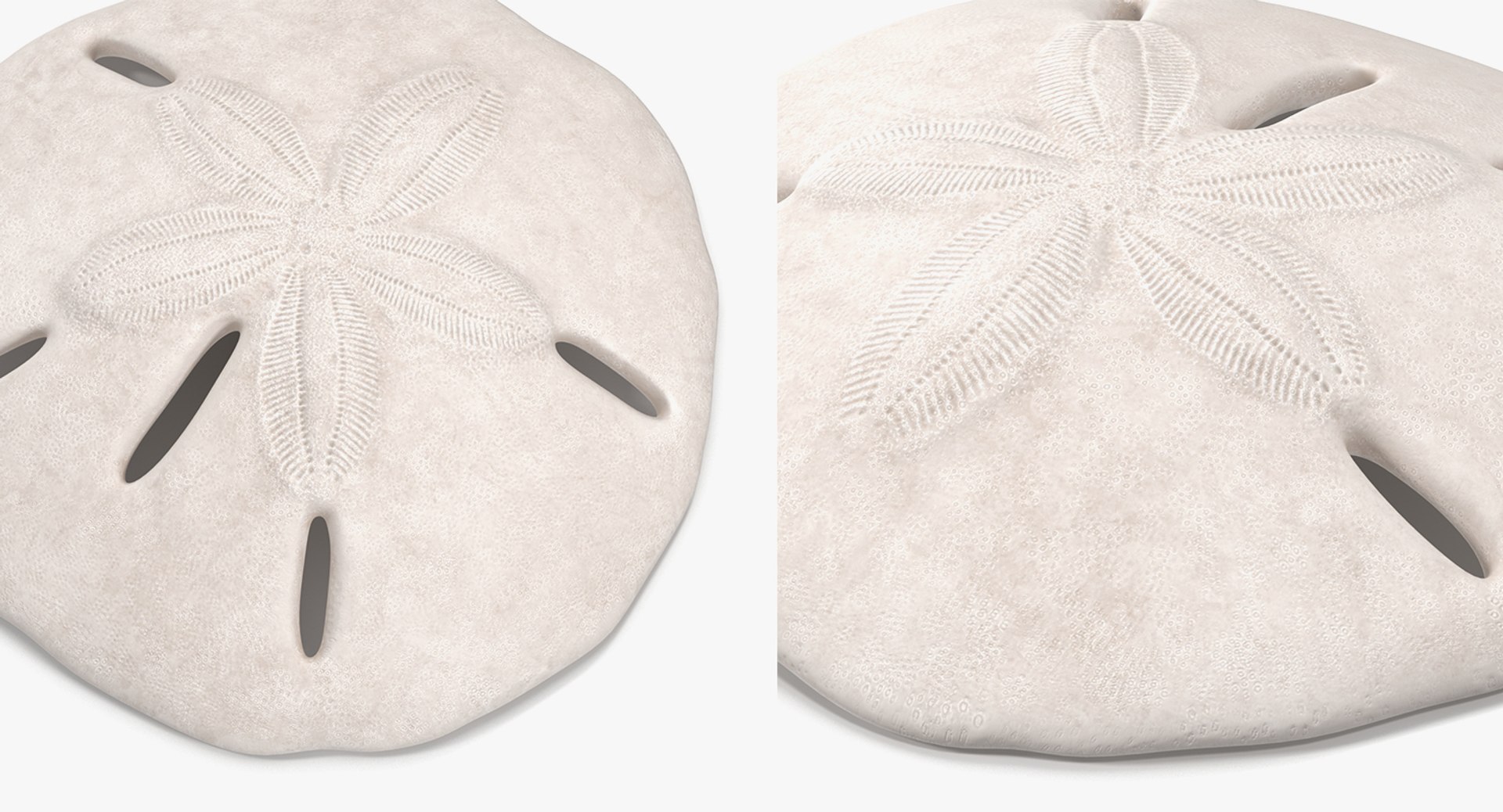 Sea shells 2 model - TurboSquid 1273276