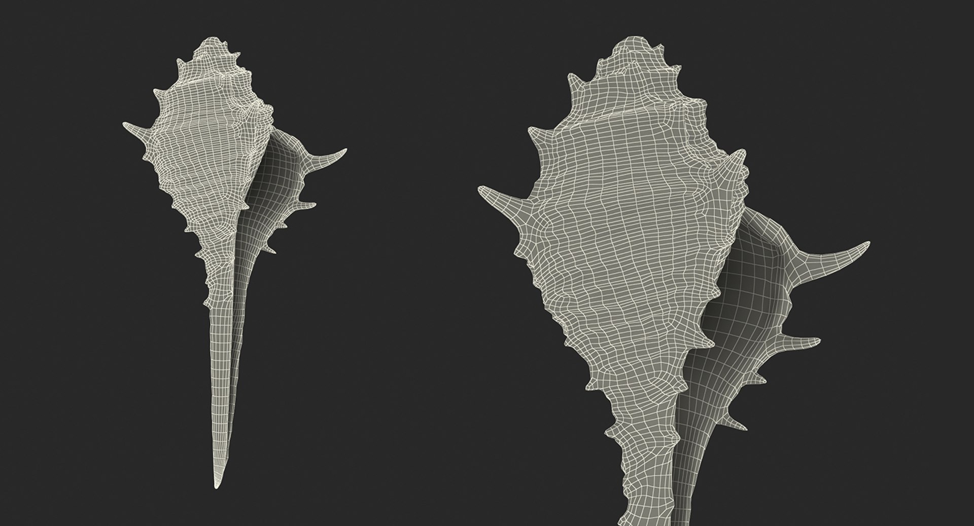 Sea shells 2 model - TurboSquid 1273276