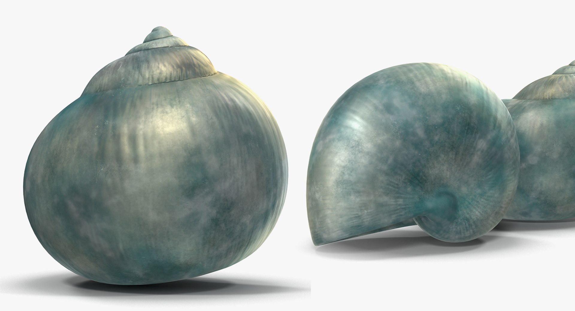 Sea shells 2 model - TurboSquid 1273276